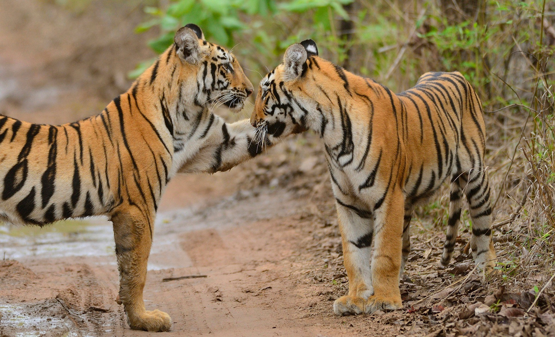 Snapshots From Tadoba | Nature inFocus