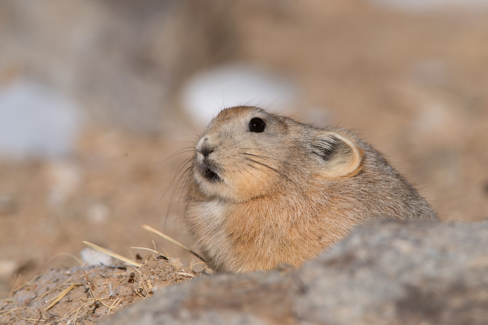 Extreme Lives In Ladakh - slide17 | Nature inFocus