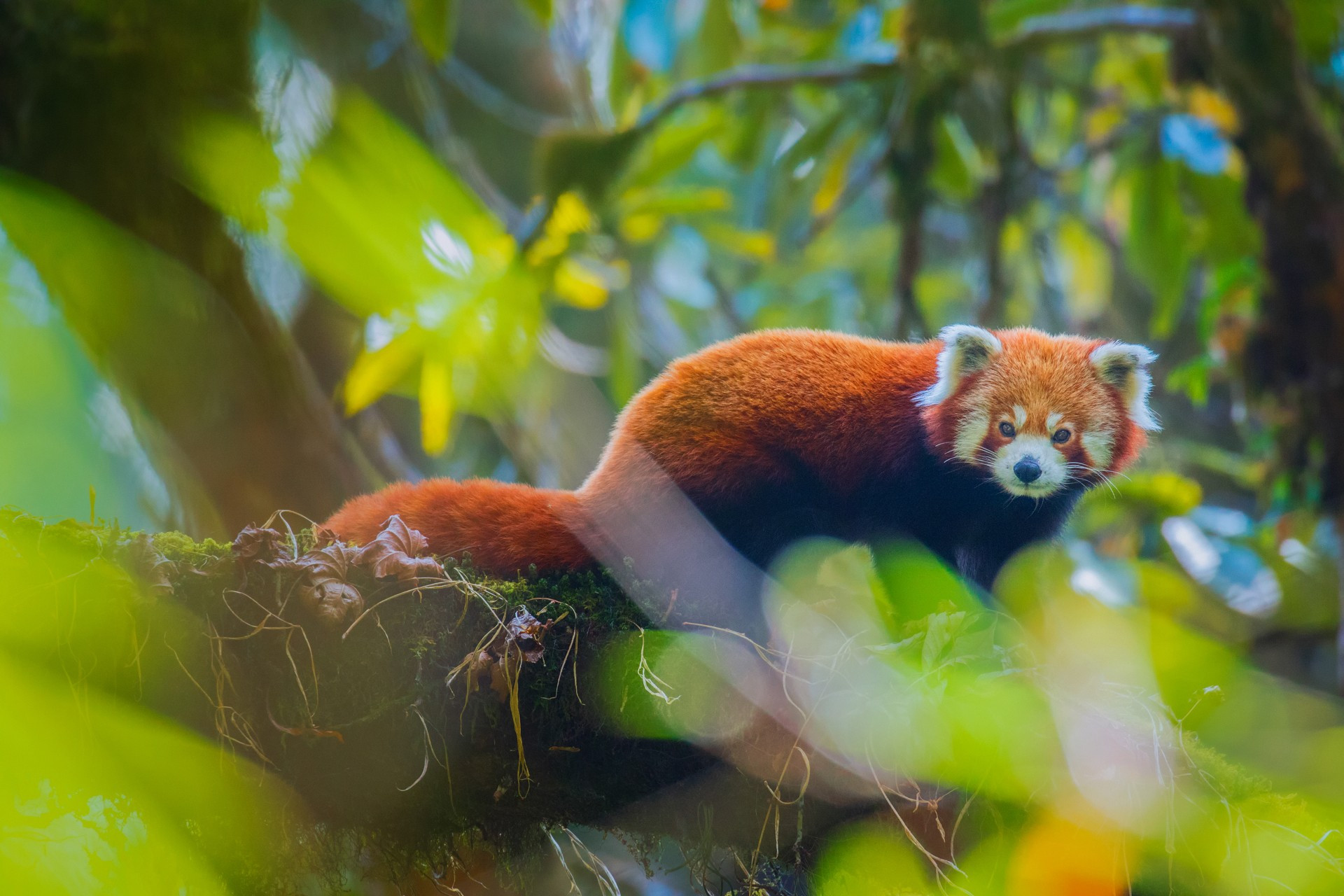 Firefox Animal