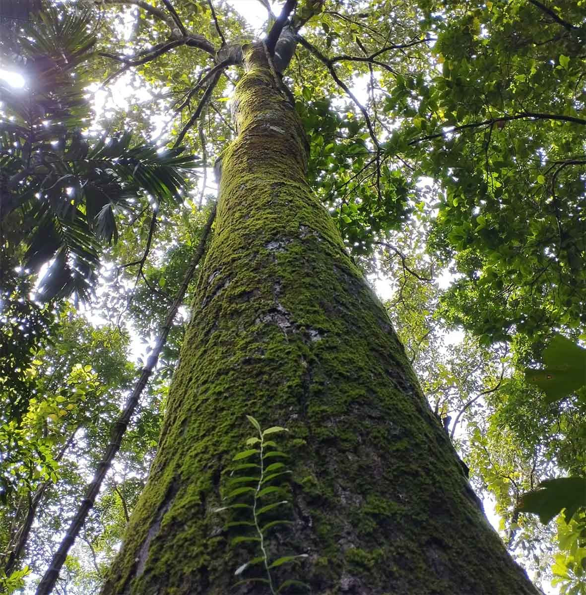 Sustaining A Restoration Nursery In The Western Ghats | Nature inFocus