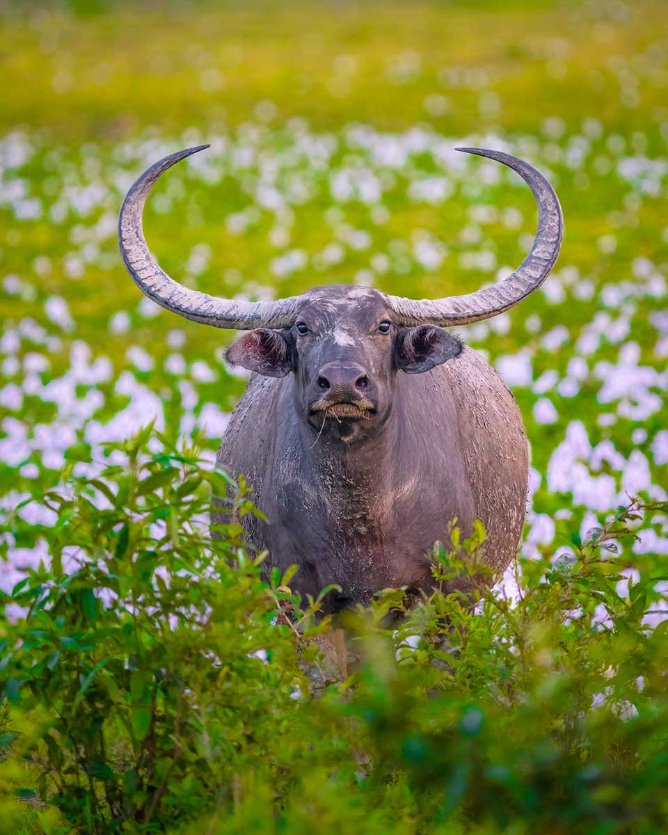 Meet The State Animals Of India | Nature inFocus