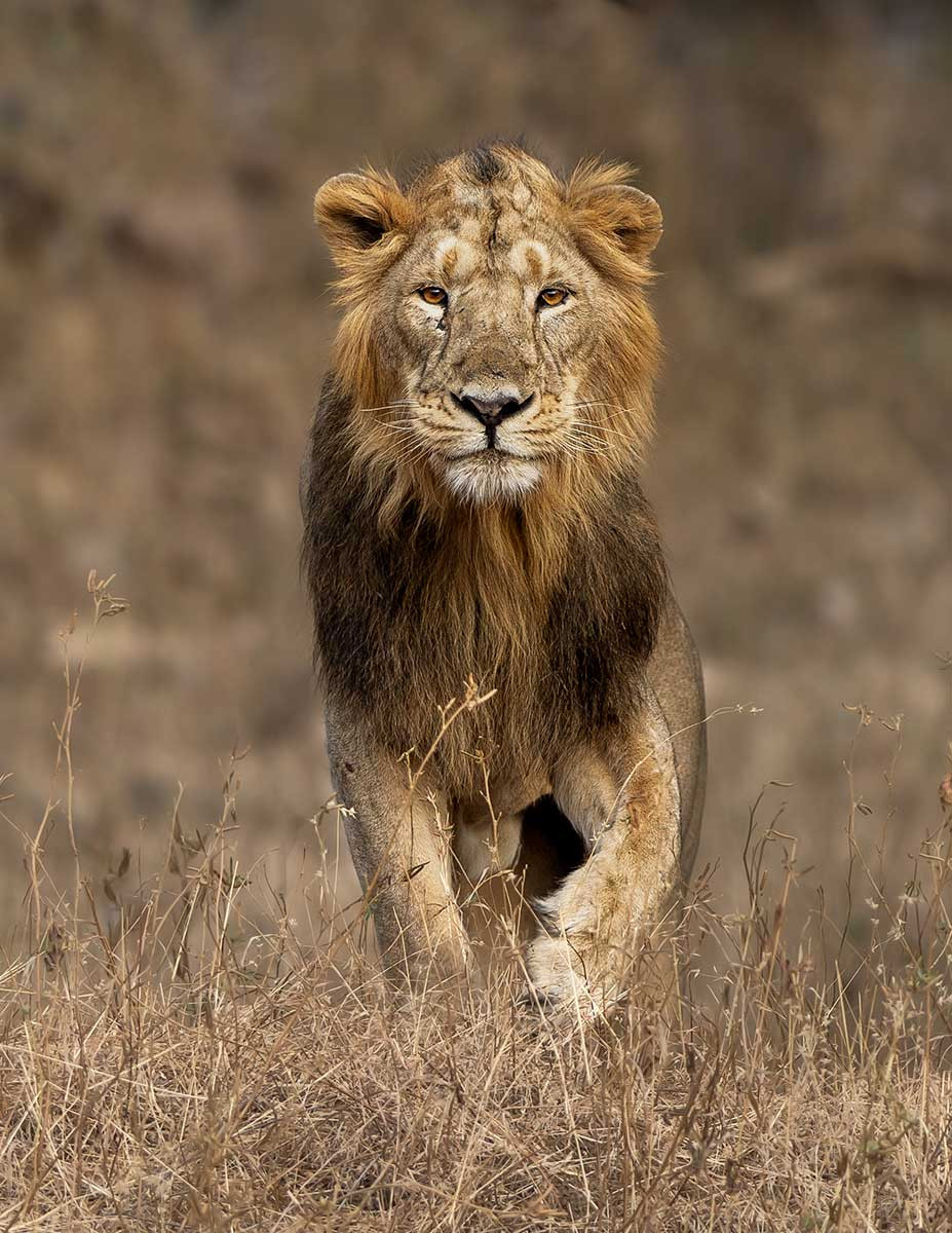 Meet The State Animals Of India | Nature inFocus