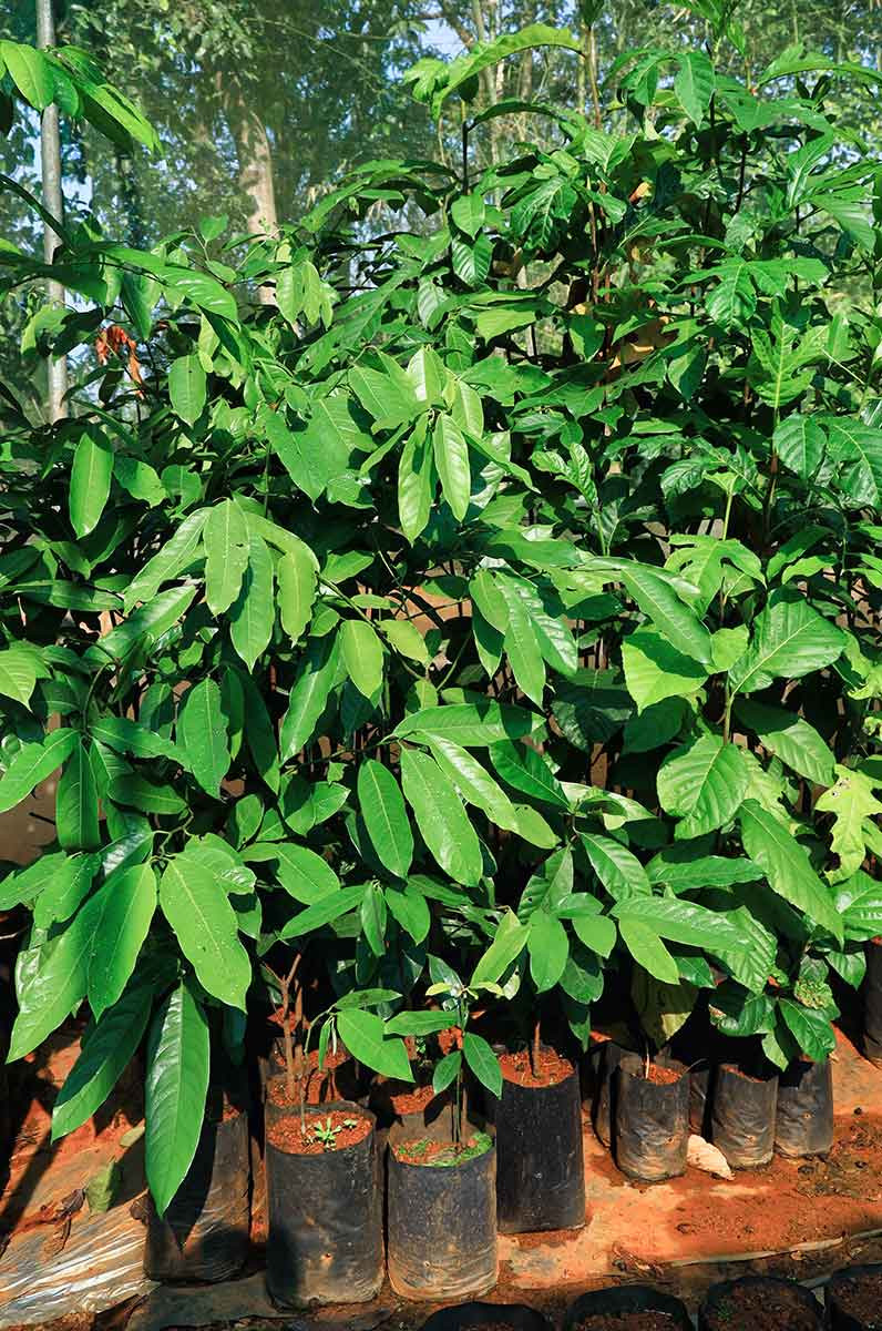 Sustaining A Restoration Nursery In The Western Ghats | Nature inFocus