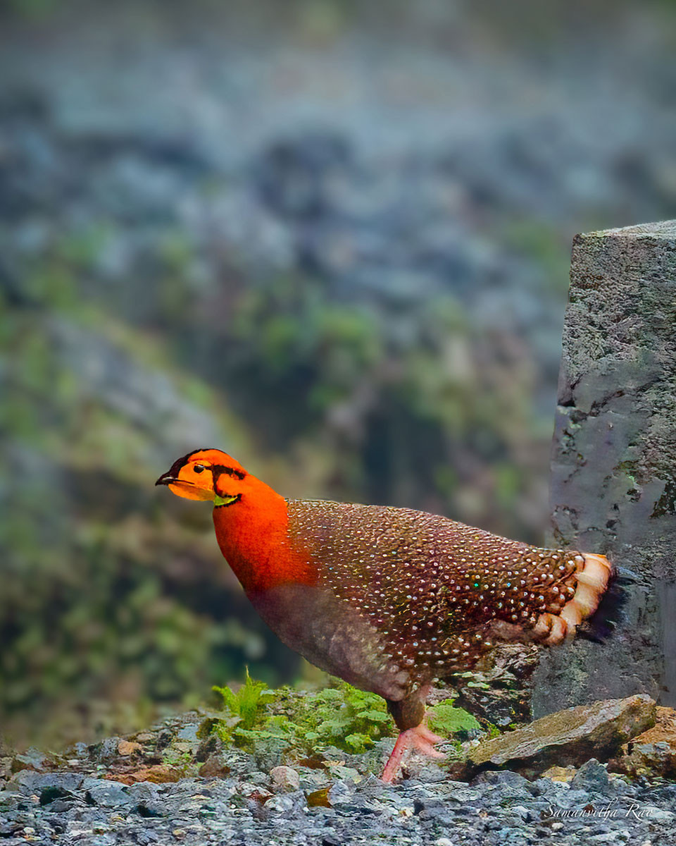 Meet The State Birds Of India | Nature inFocus