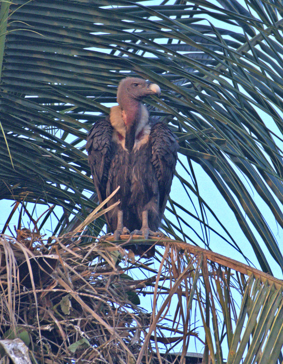Saving Maharashtra's Vultures From Extinction | Nature inFocus
