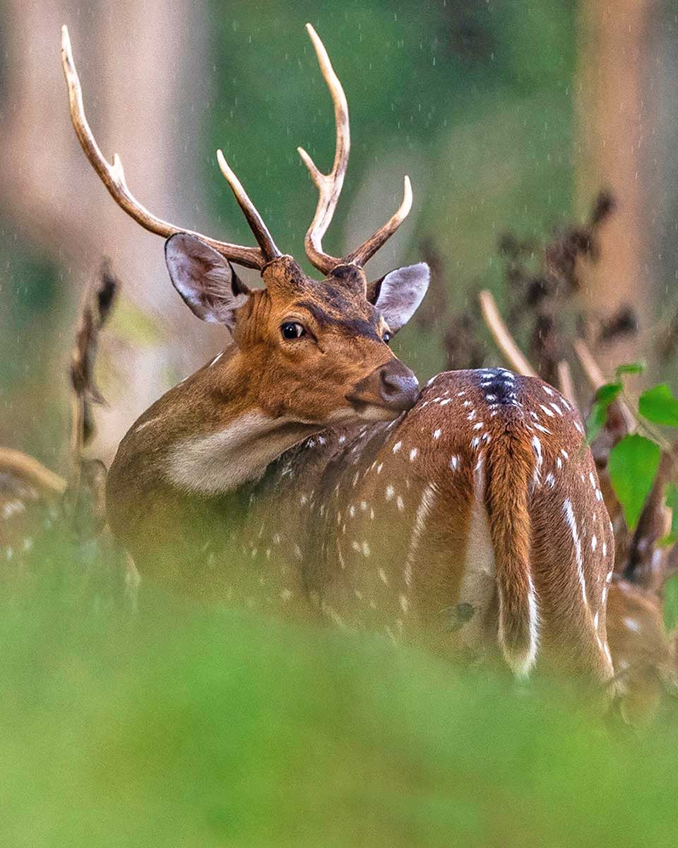 Meet The State Animals Of India | Nature inFocus