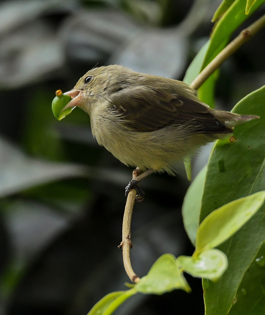 The Flowerpecker Outside My Balcony | Nature inFocus