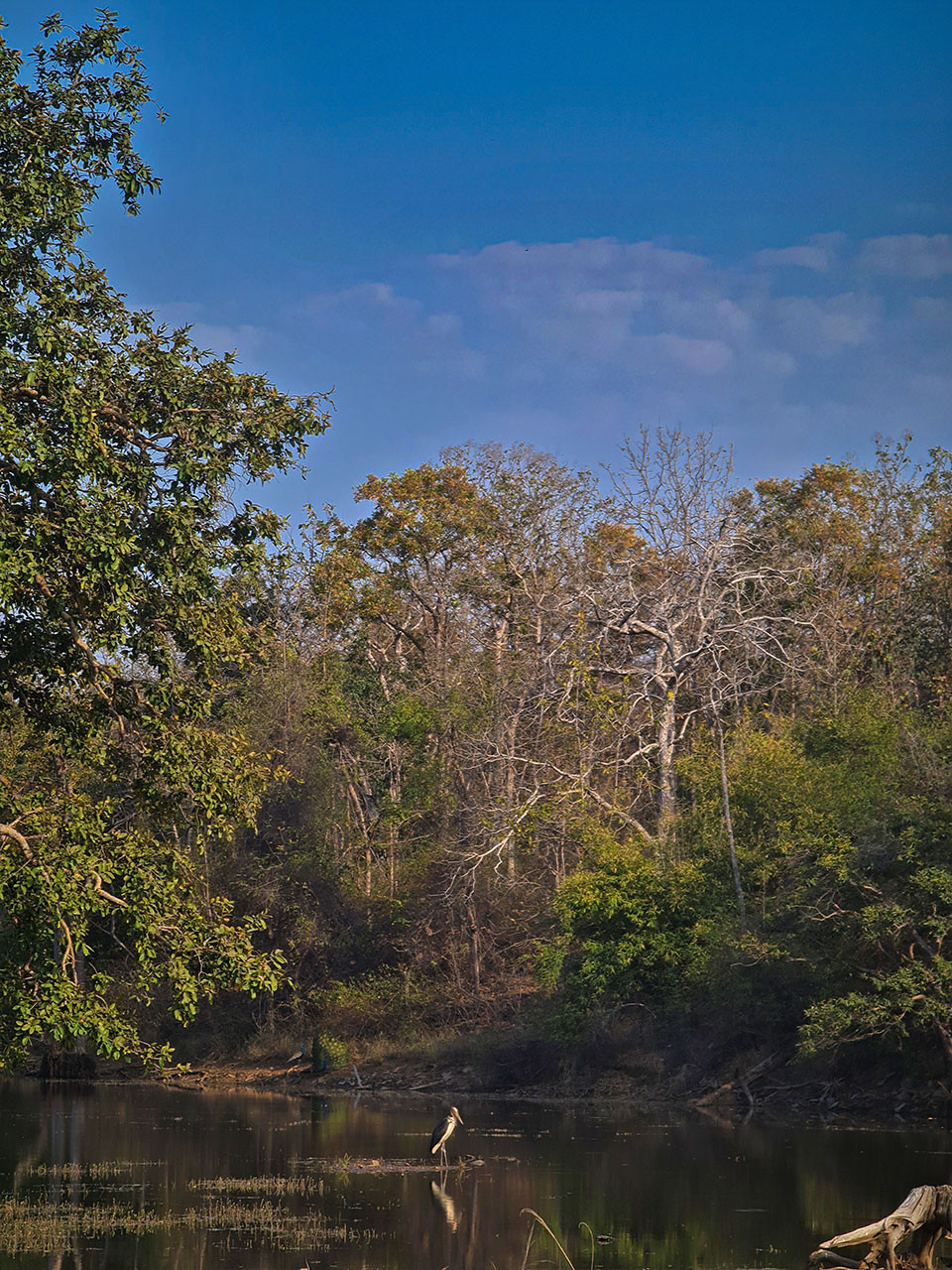 Snapshots From Panna National Park | Nature inFocus