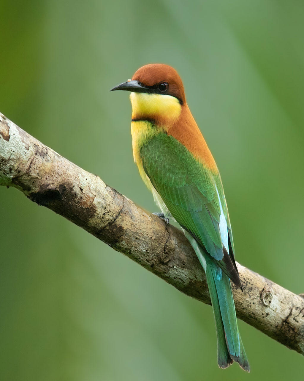 Green Bee Eater