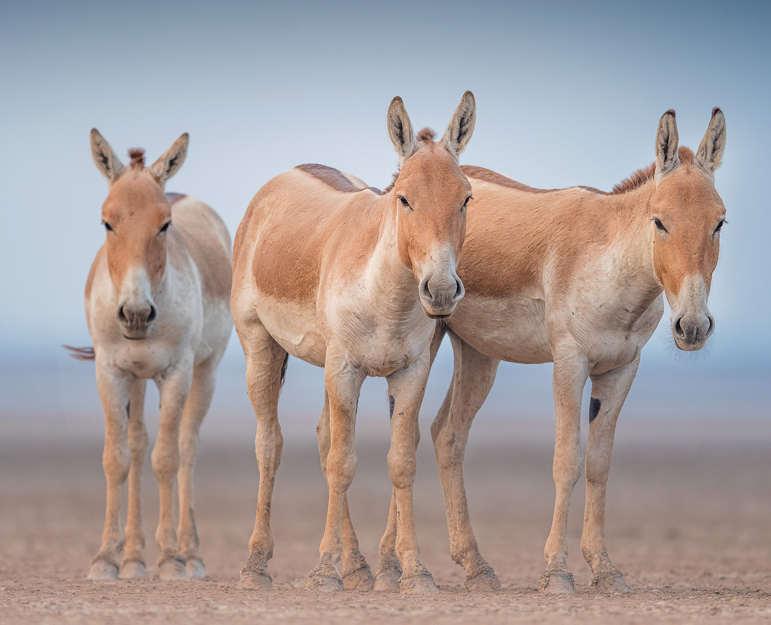 Iconic Species From Every State & Union Territory Of India | Nature inFocus