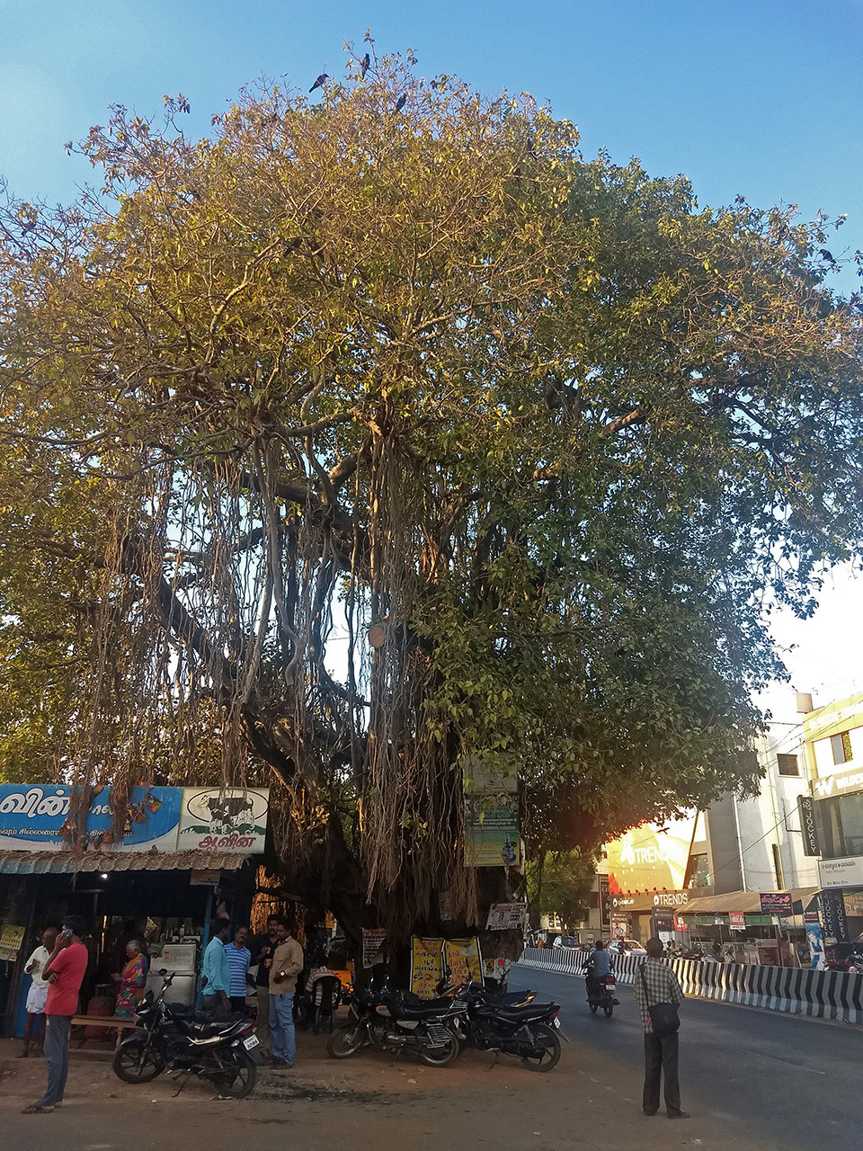 A Stop By The Banyan Tree | Nature inFocus