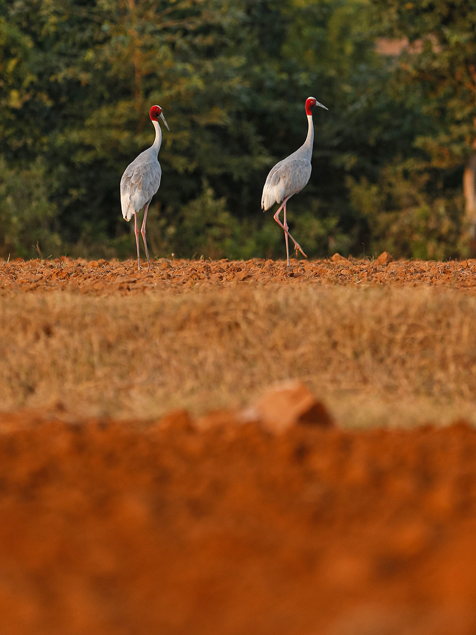 Snapshots From Panna National Park | Nature inFocus