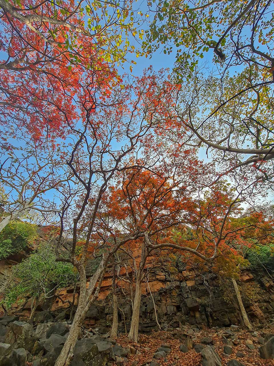 Snapshots From Panna National Park | Nature inFocus