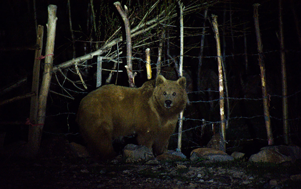 A Study Of The Himalayan Brown Bear Population In India | Nature inFocus
