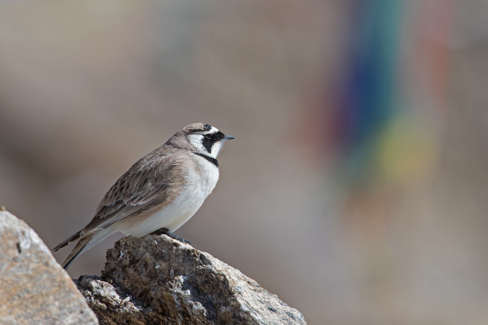 Extreme Lives In Ladakh - slide7 | Nature inFocus
