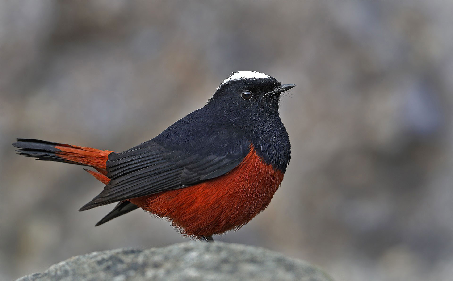 Birds Of Sattal | Nature inFocus
