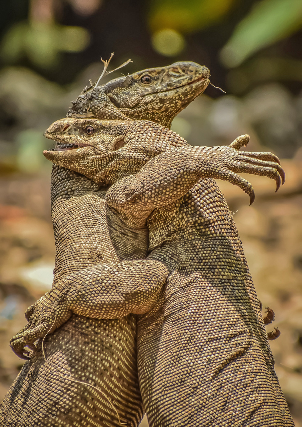Top 20 Hive Photographs Of 2020 | Nature inFocus