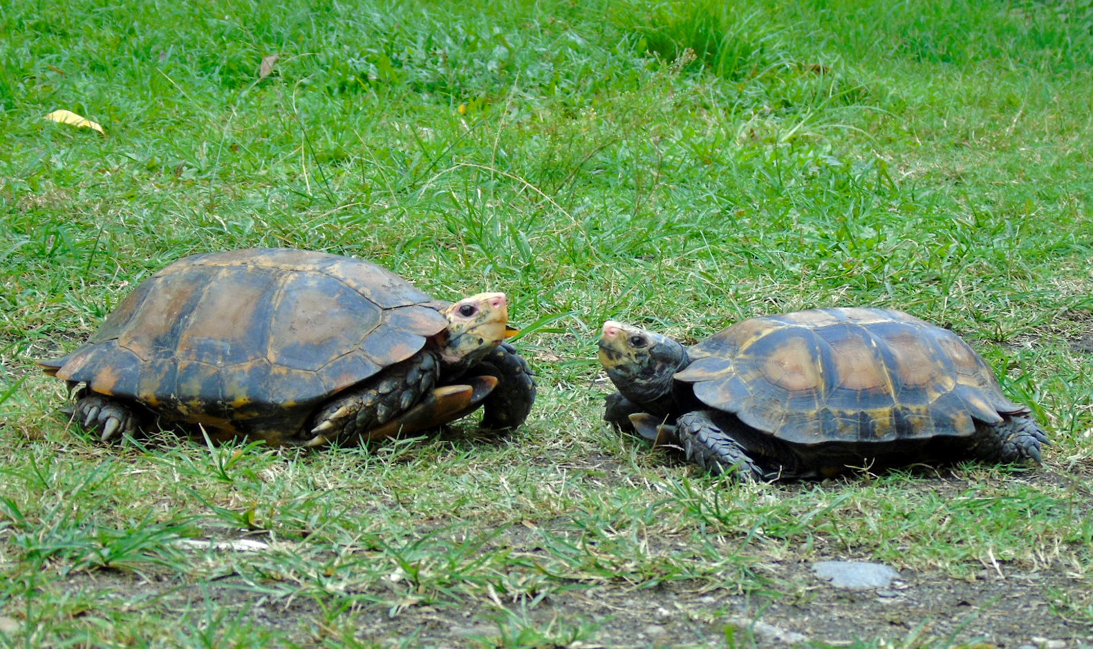 Can Our Turtles Champion Freshwater Conservation? | Nature inFocus