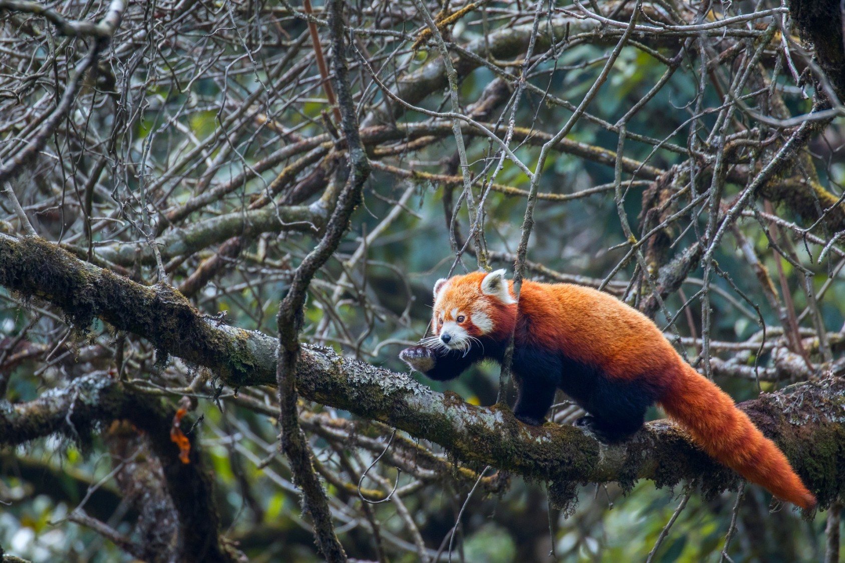 The Firefox In Our Forests - slide7 | Nature inFocus