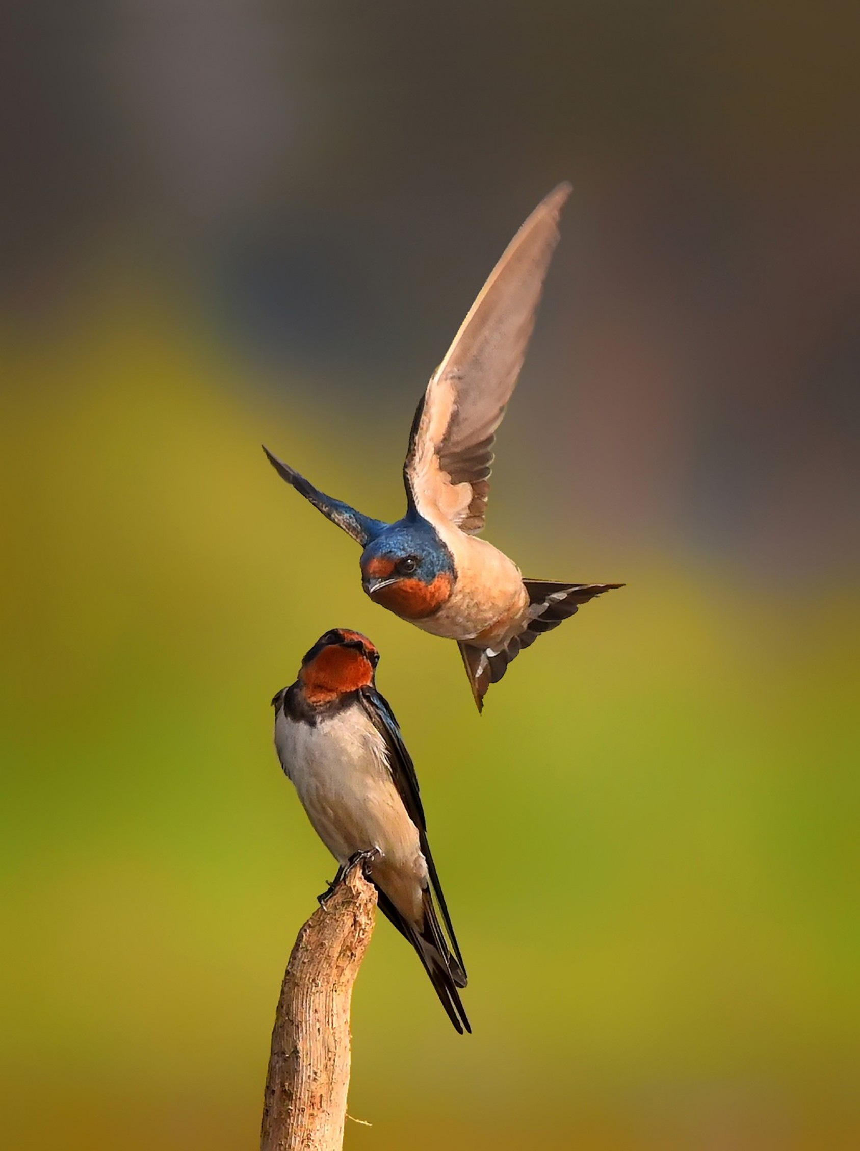Flight Plan - slide7 | Nature inFocus