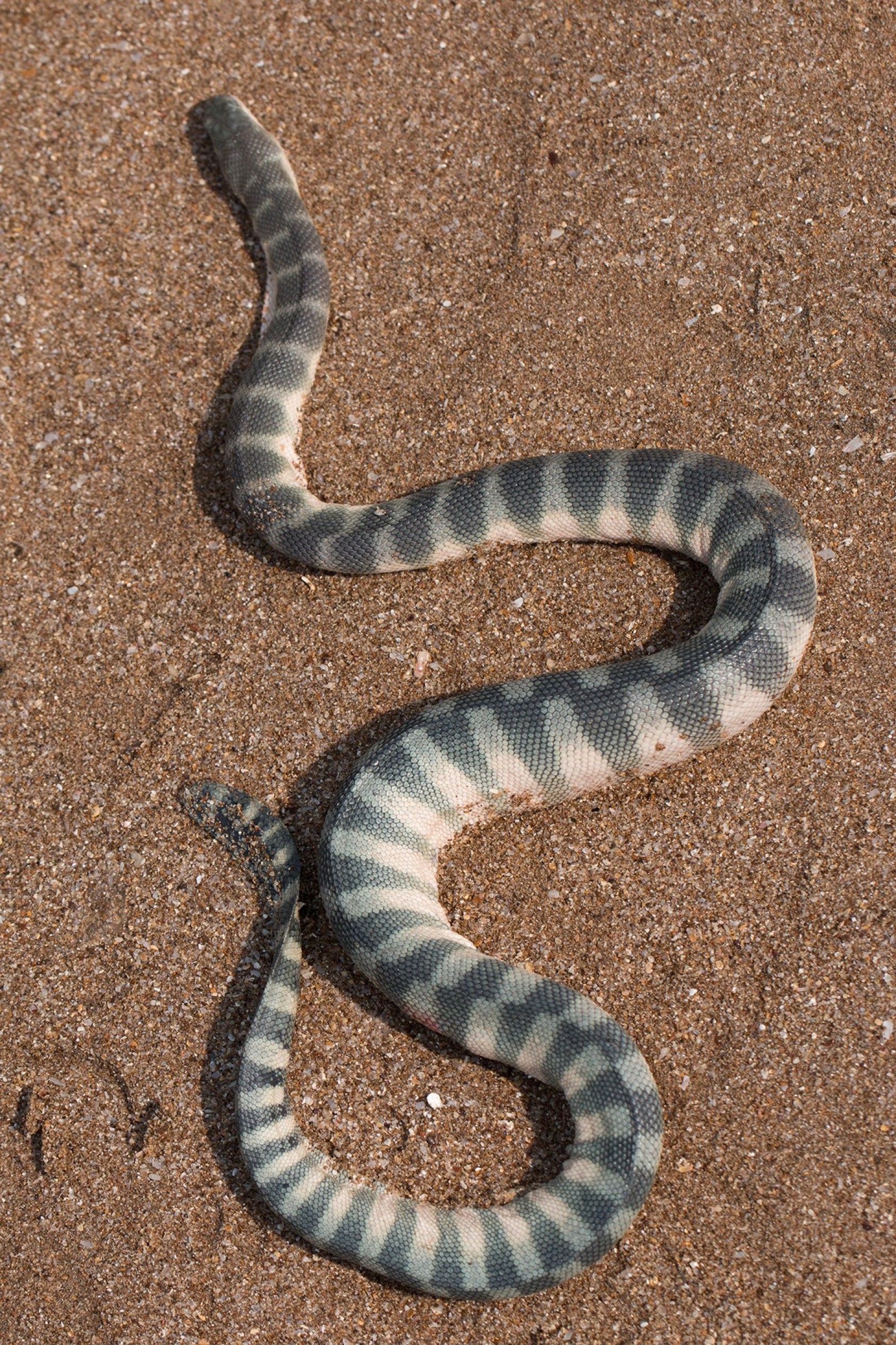 16 Species You Don't Expect To See On Mumbai's Shores - slide12 ...