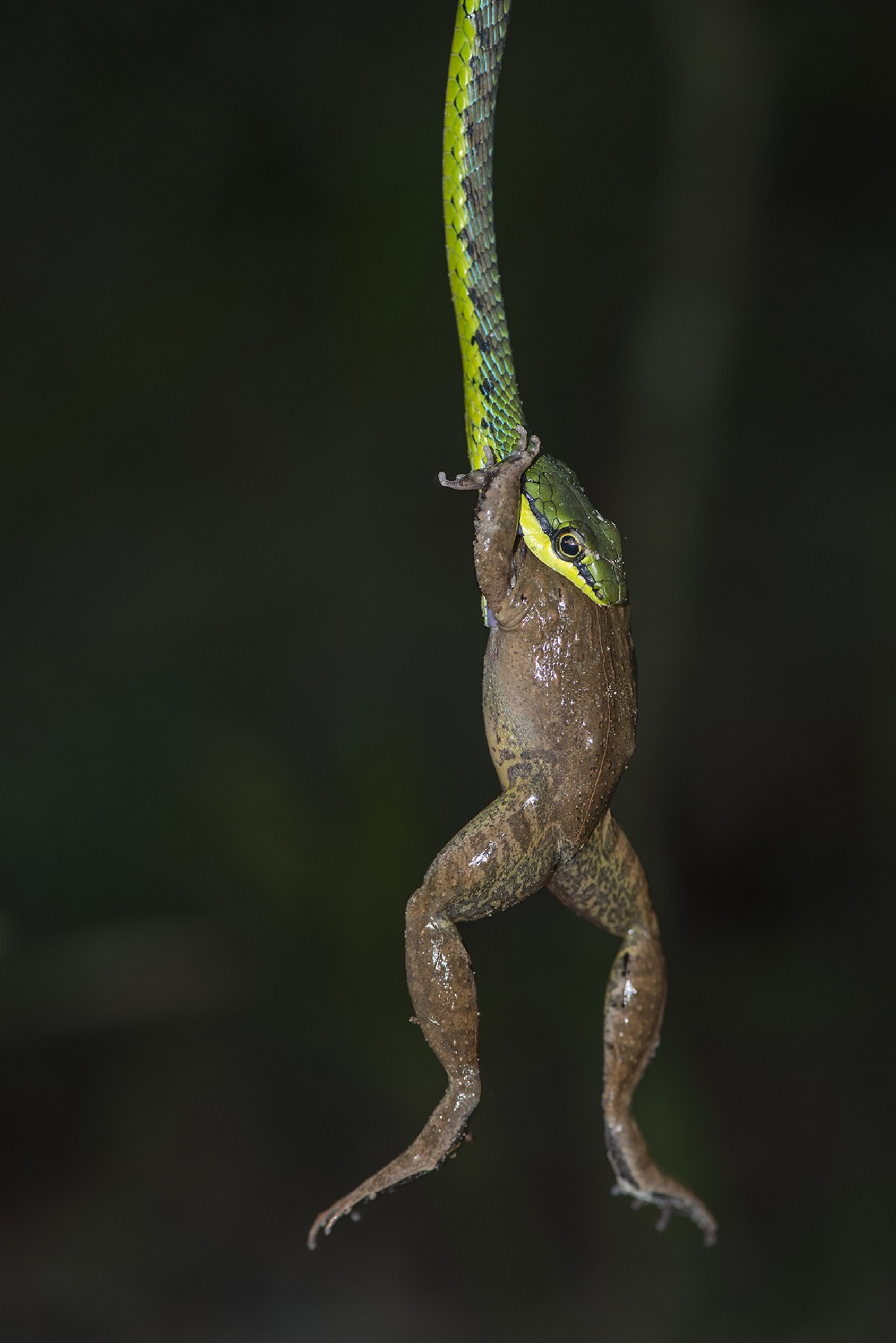 The Last Dance - slide1 | Nature inFocus