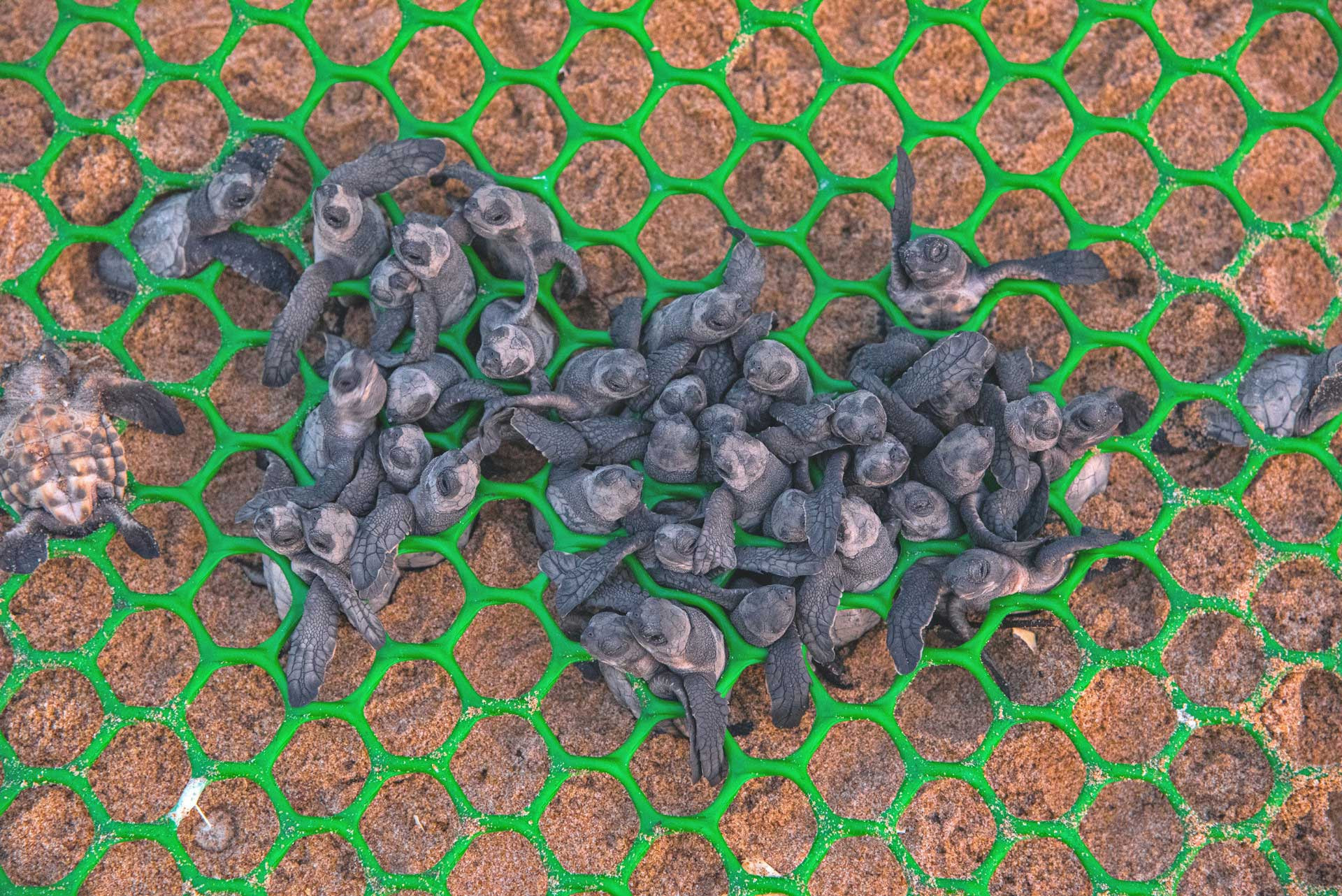 The Vulnerable Birth Of Olive Ridley Sea Turtles | Nature inFocus