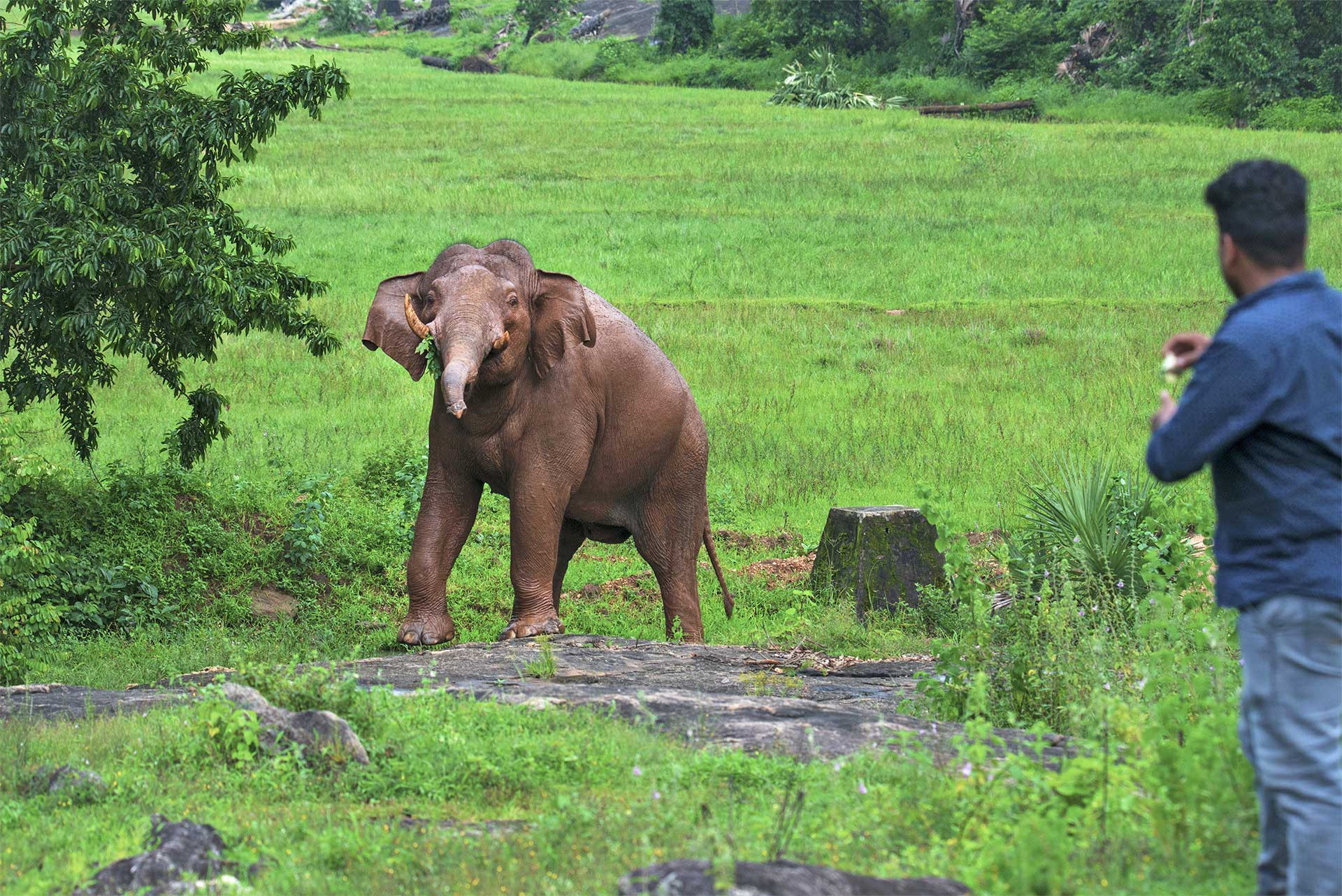 The Life Of Churuli—Palakkad's Celebrated Tusker | Nature inFocus