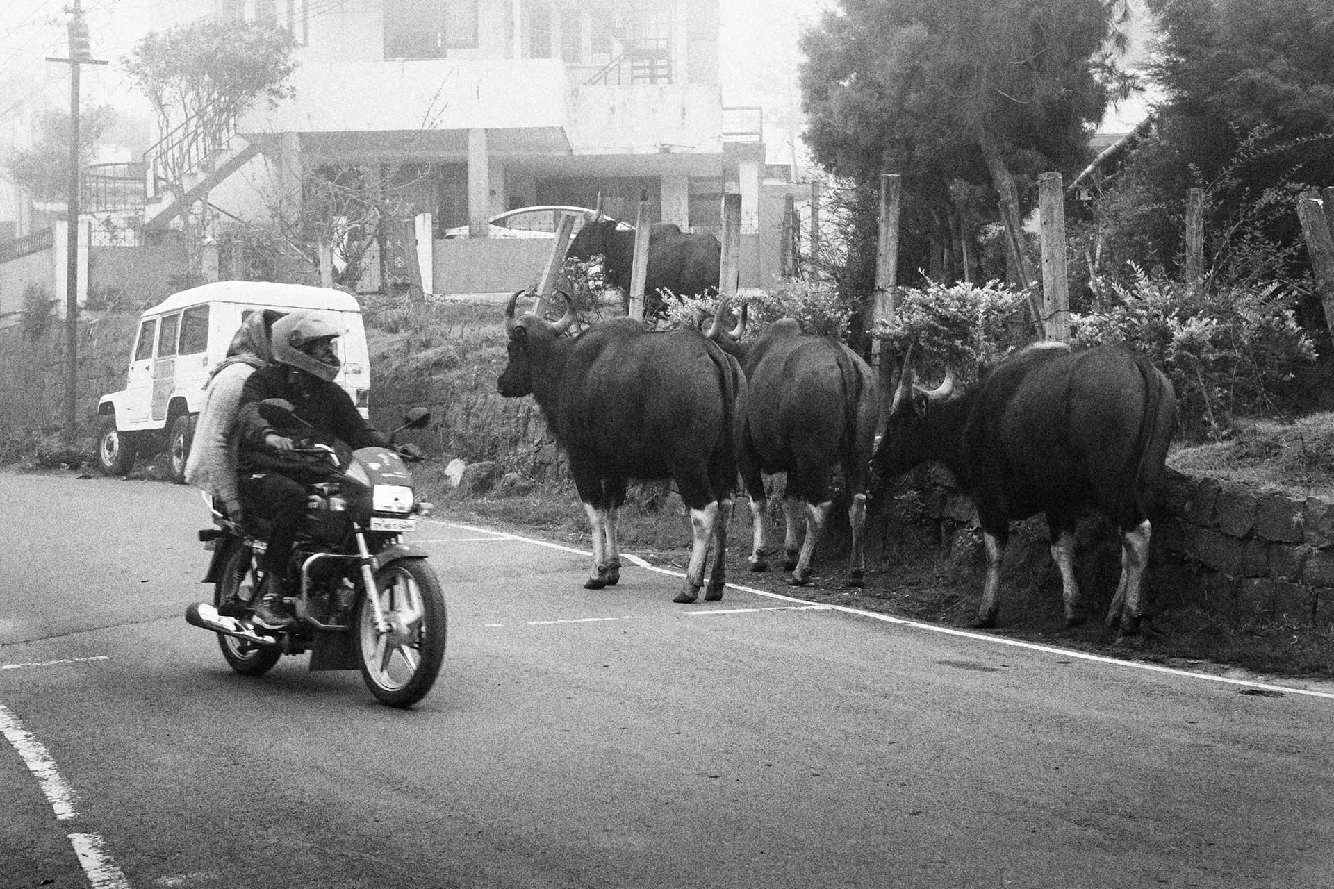 Sharing Space With Gaurs | Nature inFocus