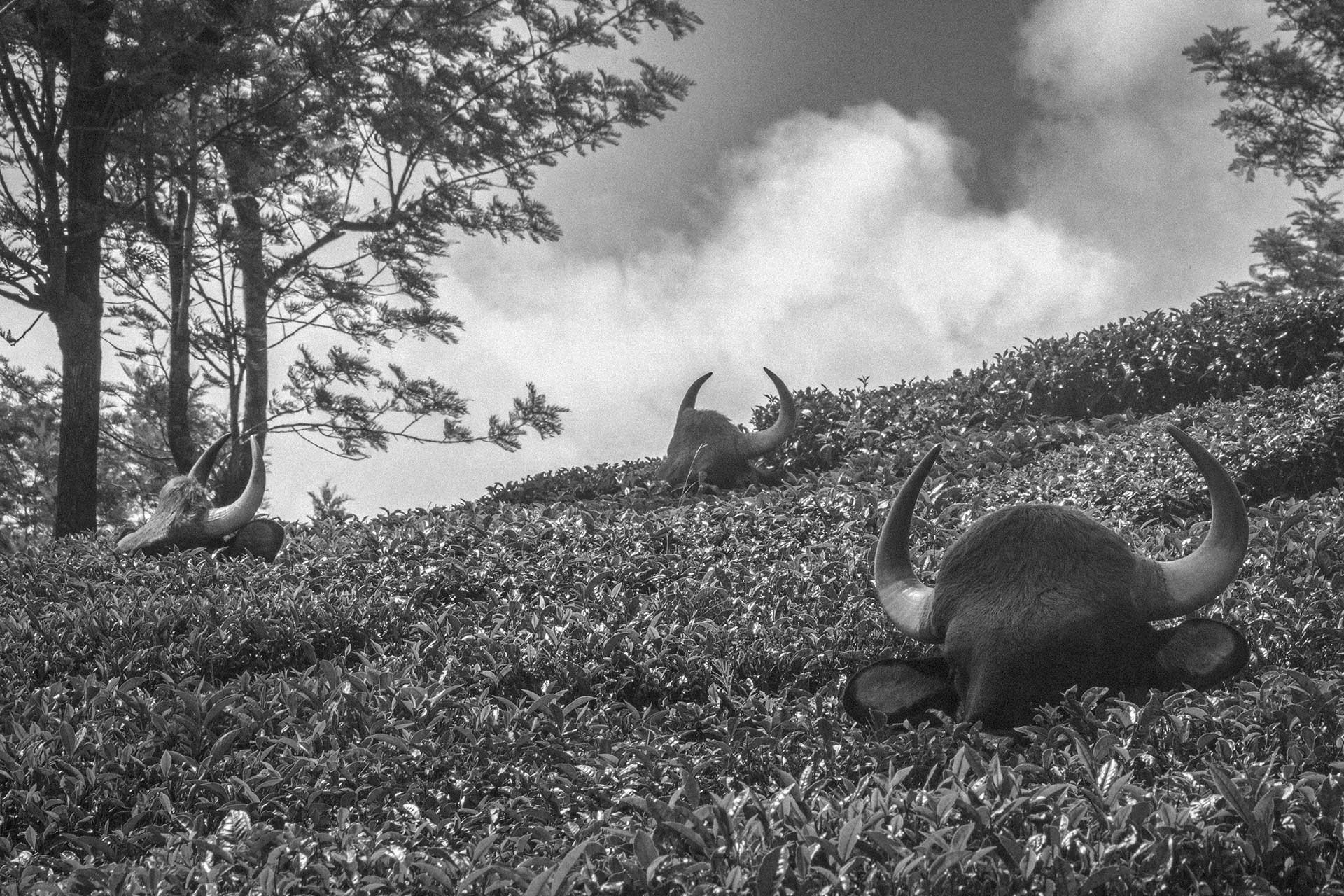 Sharing Space With Gaurs | Nature inFocus