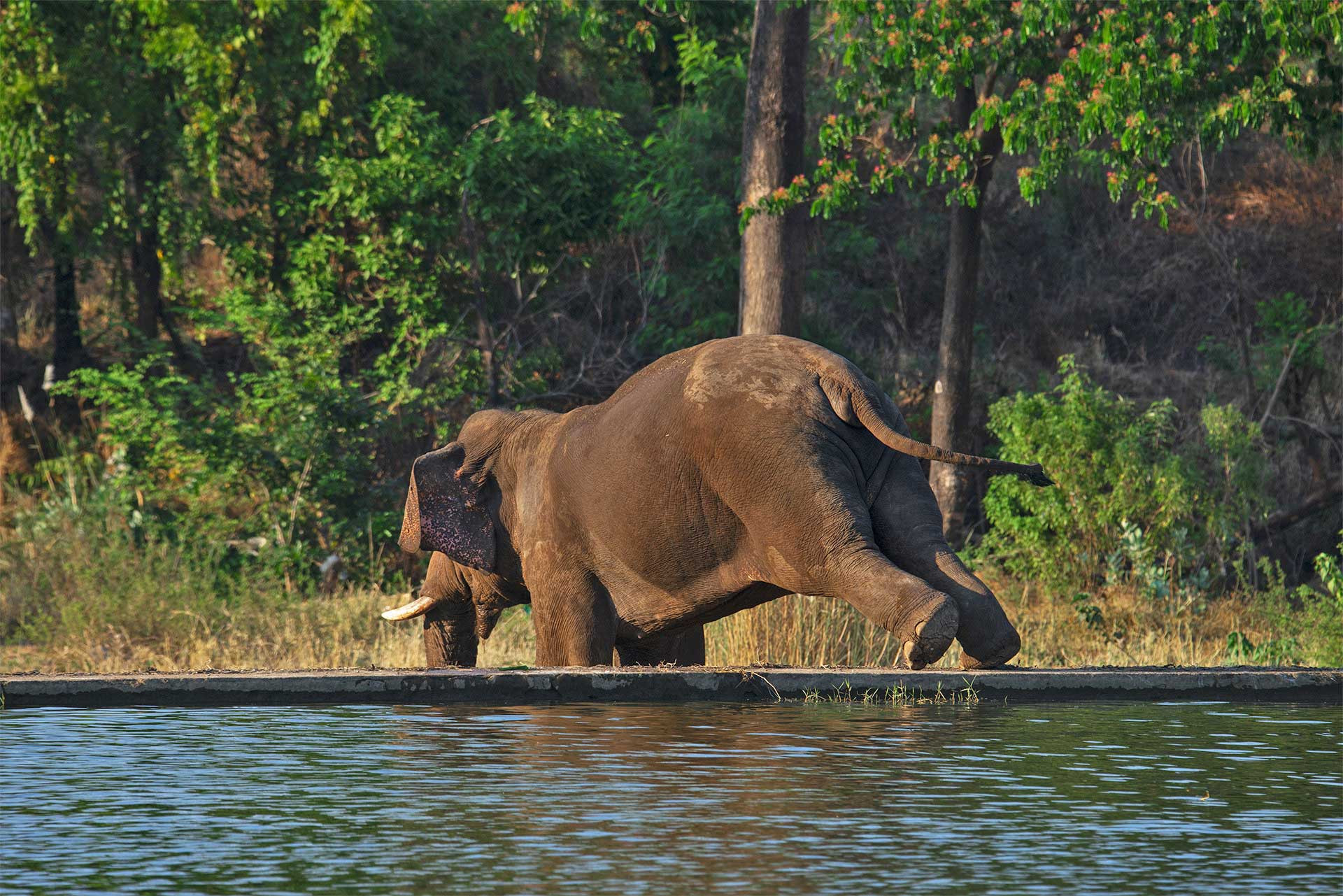 The Life Of Churuli—Palakkad's Celebrated Tusker | Nature inFocus