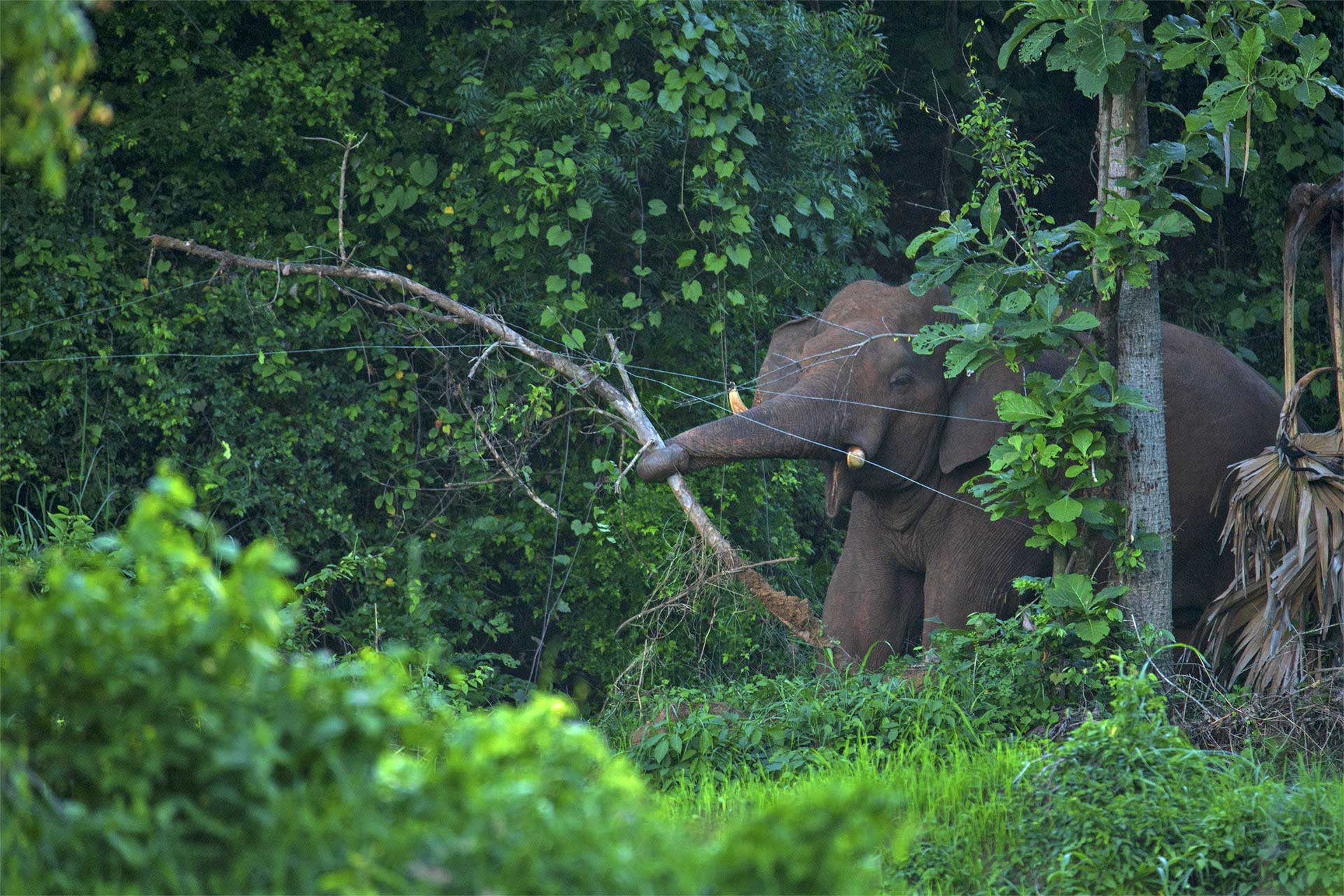 The Life Of Churuli—Palakkad's Celebrated Tusker | Nature inFocus