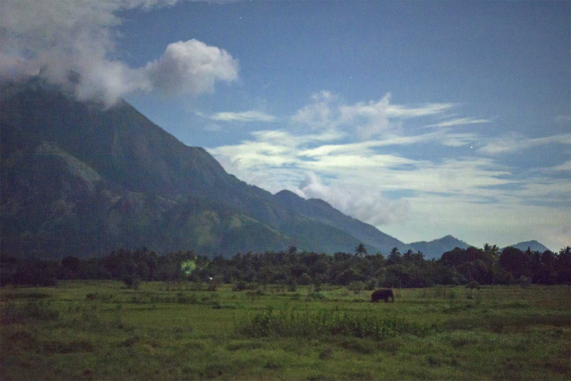 The Life Of Churuli—Palakkad's Celebrated Tusker | Nature inFocus
