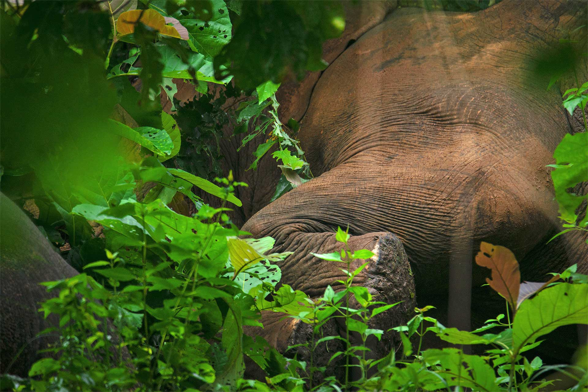 The Life Of Churuli—Palakkad's Celebrated Tusker | Nature inFocus