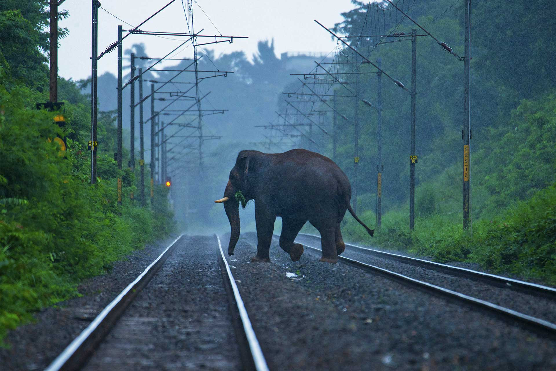 The Life Of Churuli—Palakkad's Celebrated Tusker | Nature inFocus