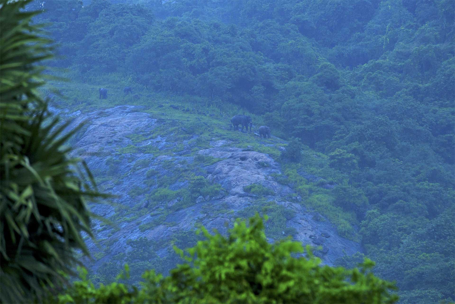 The Life Of Churuli—Palakkad's Celebrated Tusker | Nature inFocus