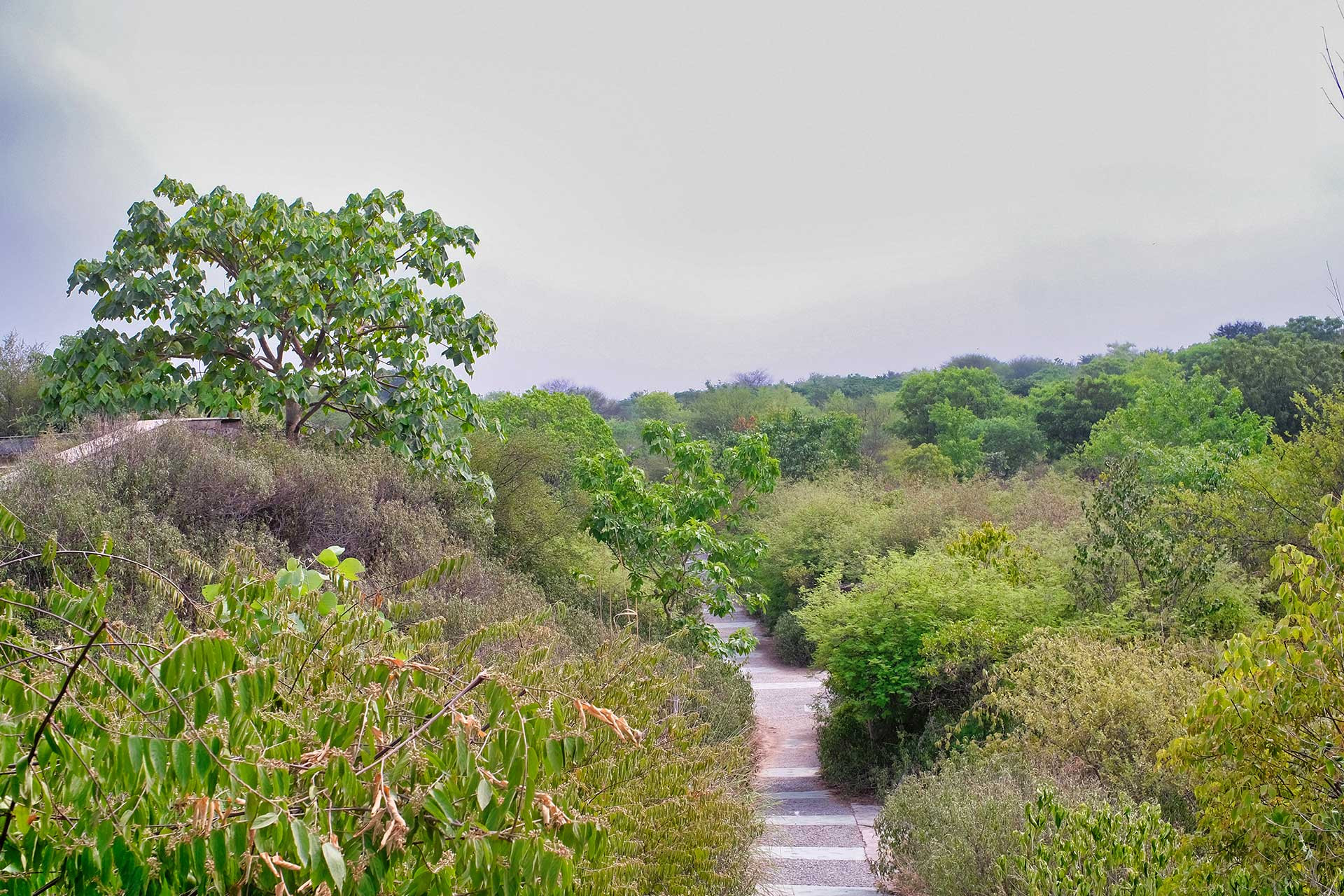 The Revival Of Aravali Biodiversity Park | Nature inFocus