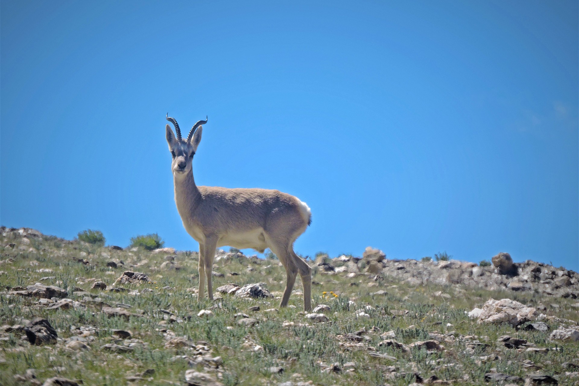 A Survey Of India's Tibetan Gazelle Population | Nature inFocus