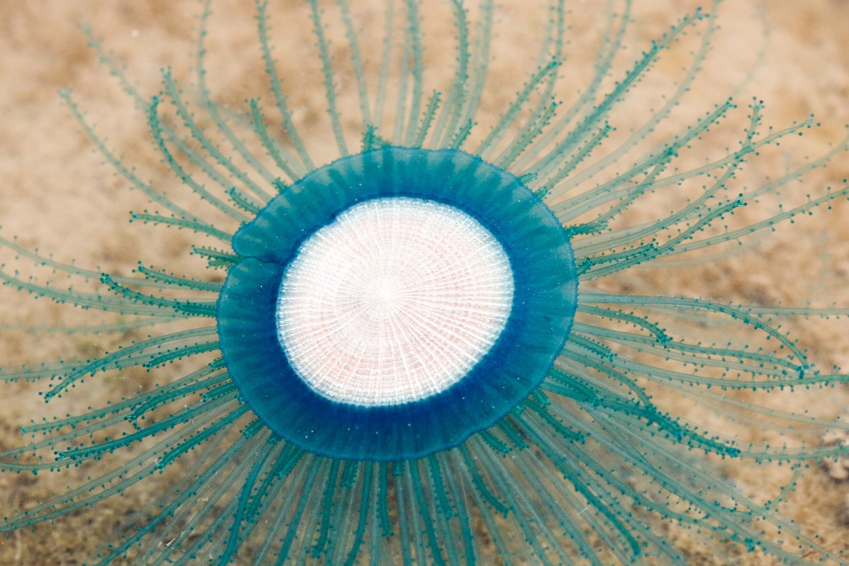 16 Species You Don't Expect To See On Mumbai's Shores - slide2 | Nature ...