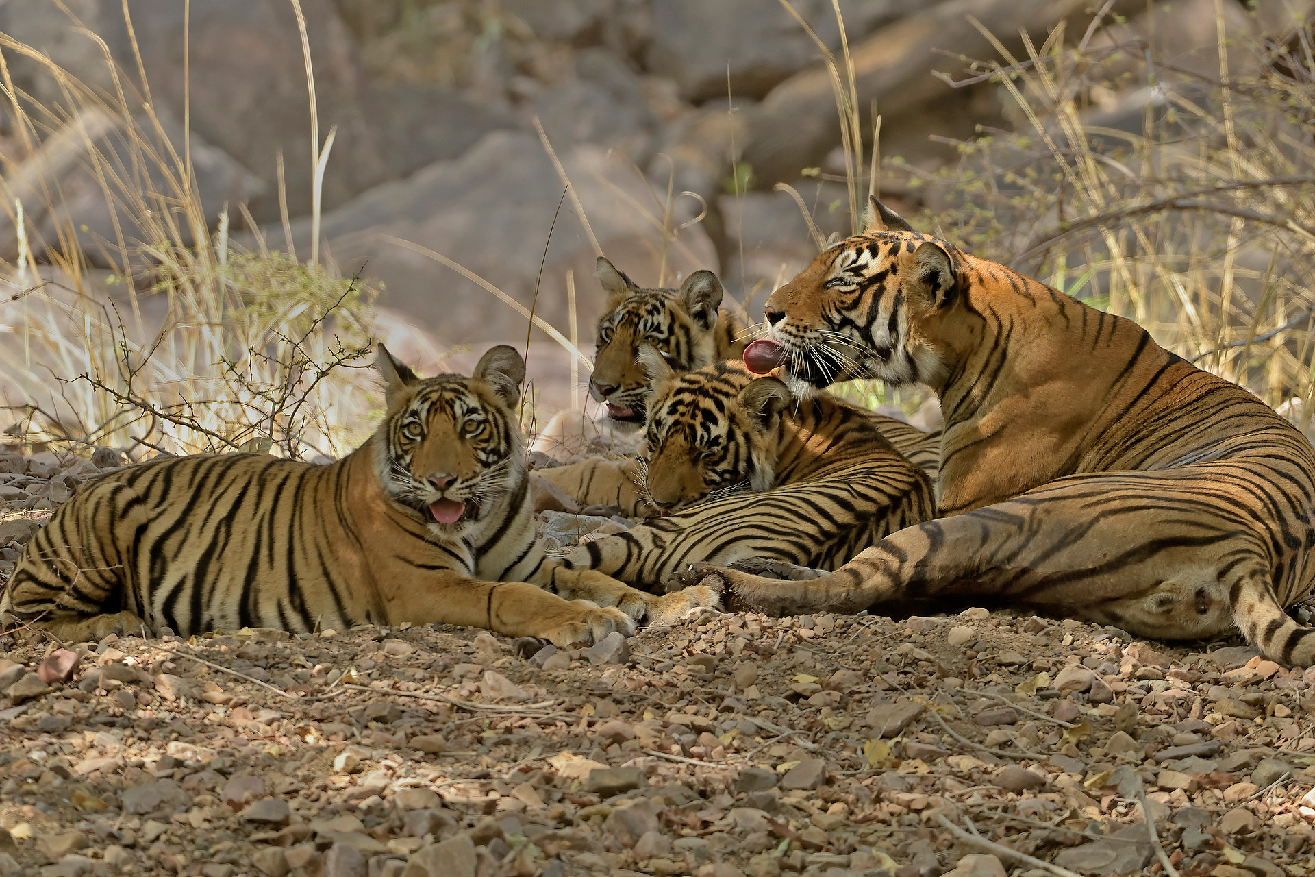 When Tigers Wage Water Wars | Nature inFocus