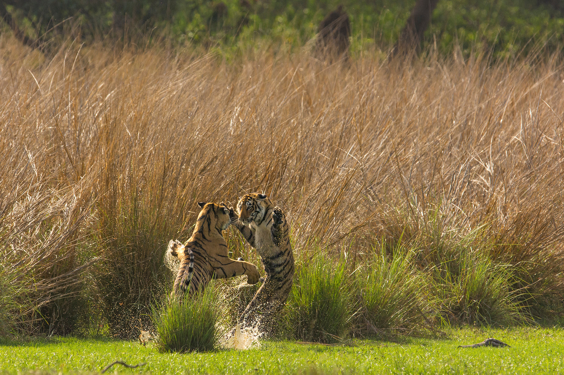 A Splash Of Tiger Stripes | Nature inFocus