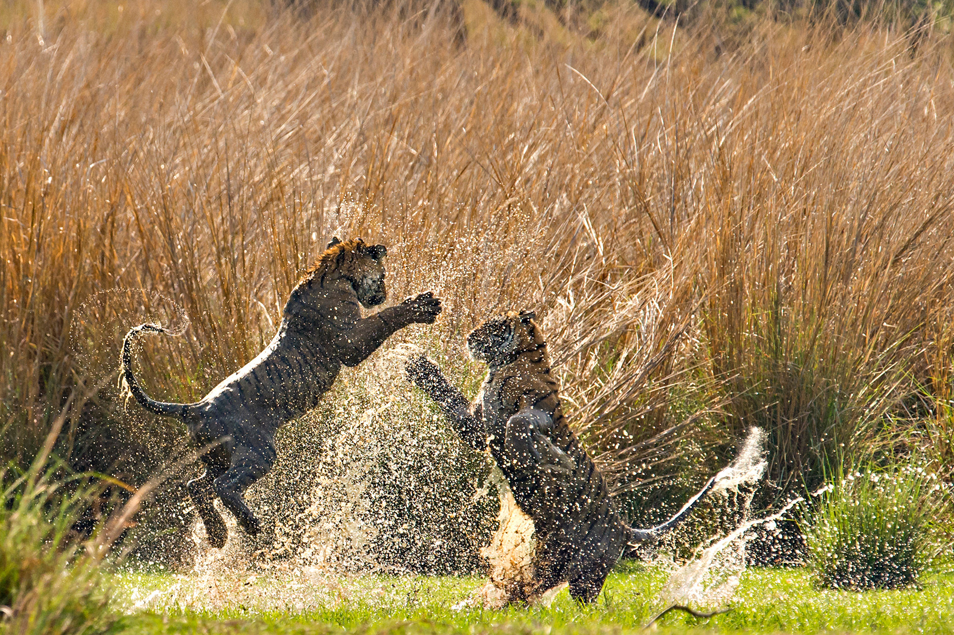 A Splash Of Tiger Stripes | Nature inFocus