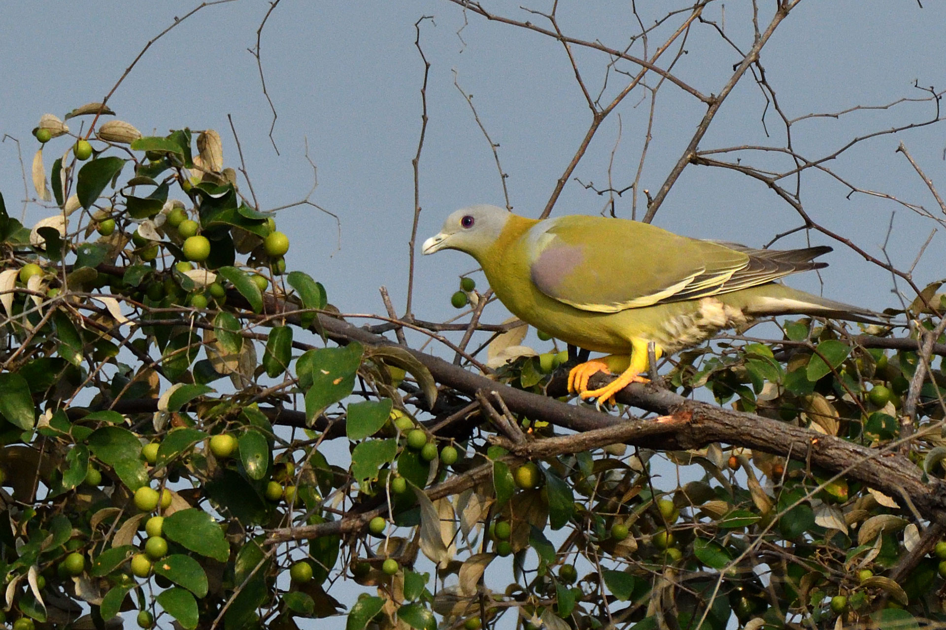 Satpura Tiger Reserve: The Wild Heart Of Madhya Pradesh | Nature inFocus
