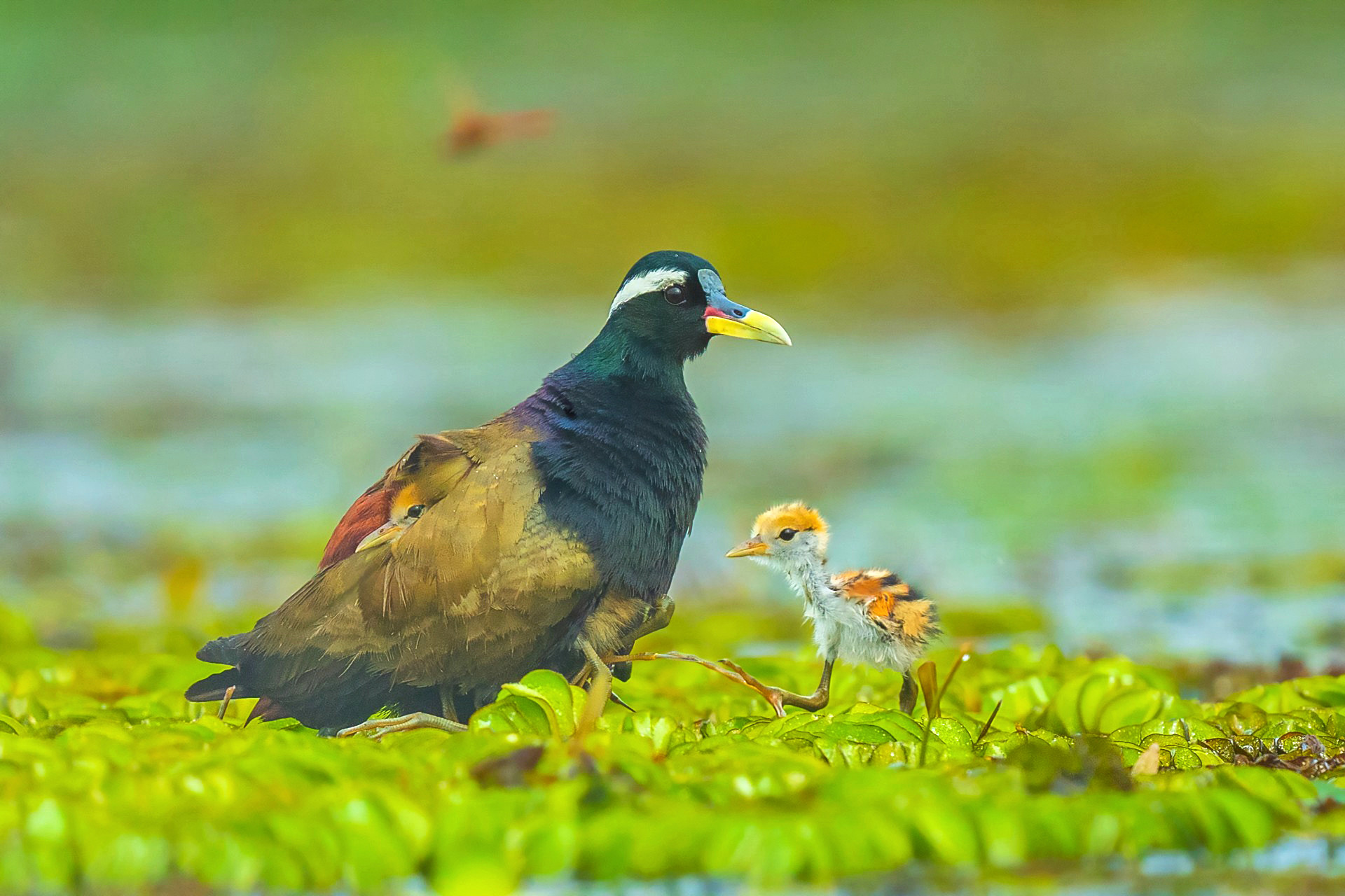 Top 20 Hive Photographs Of 2020 | Nature inFocus