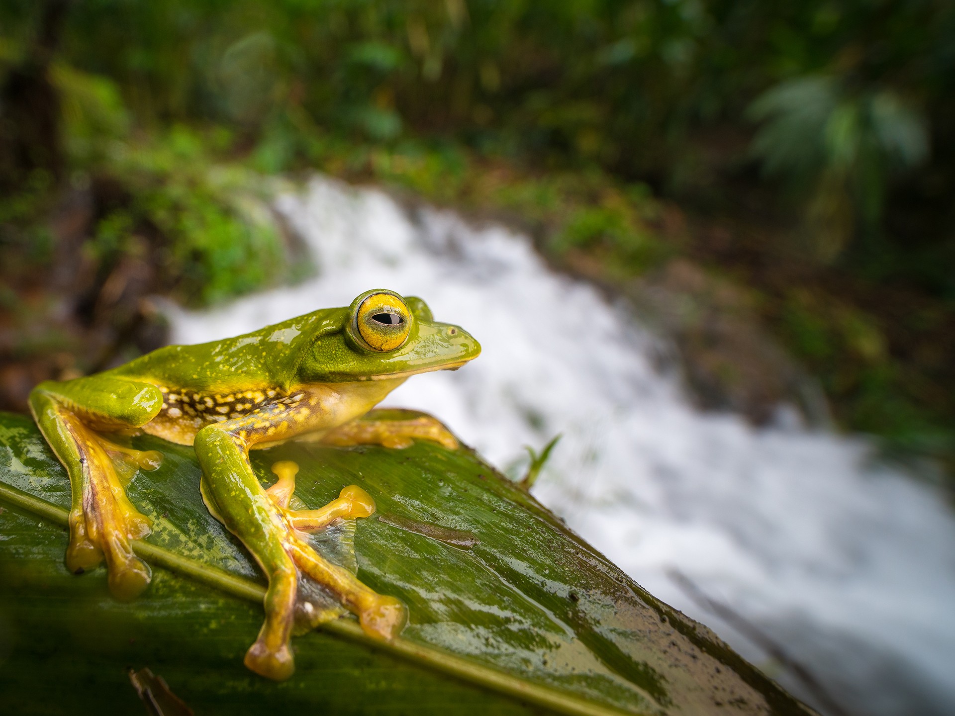 The Wild Nation – Rainforests | Nature inFocus