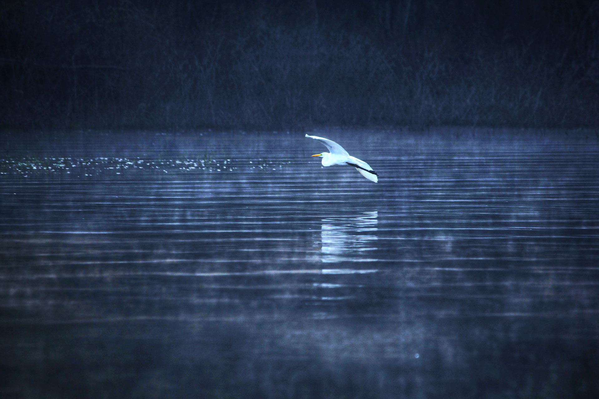 River Tern Lodge: On The Banks Of Bhadra | Nature inFocus
