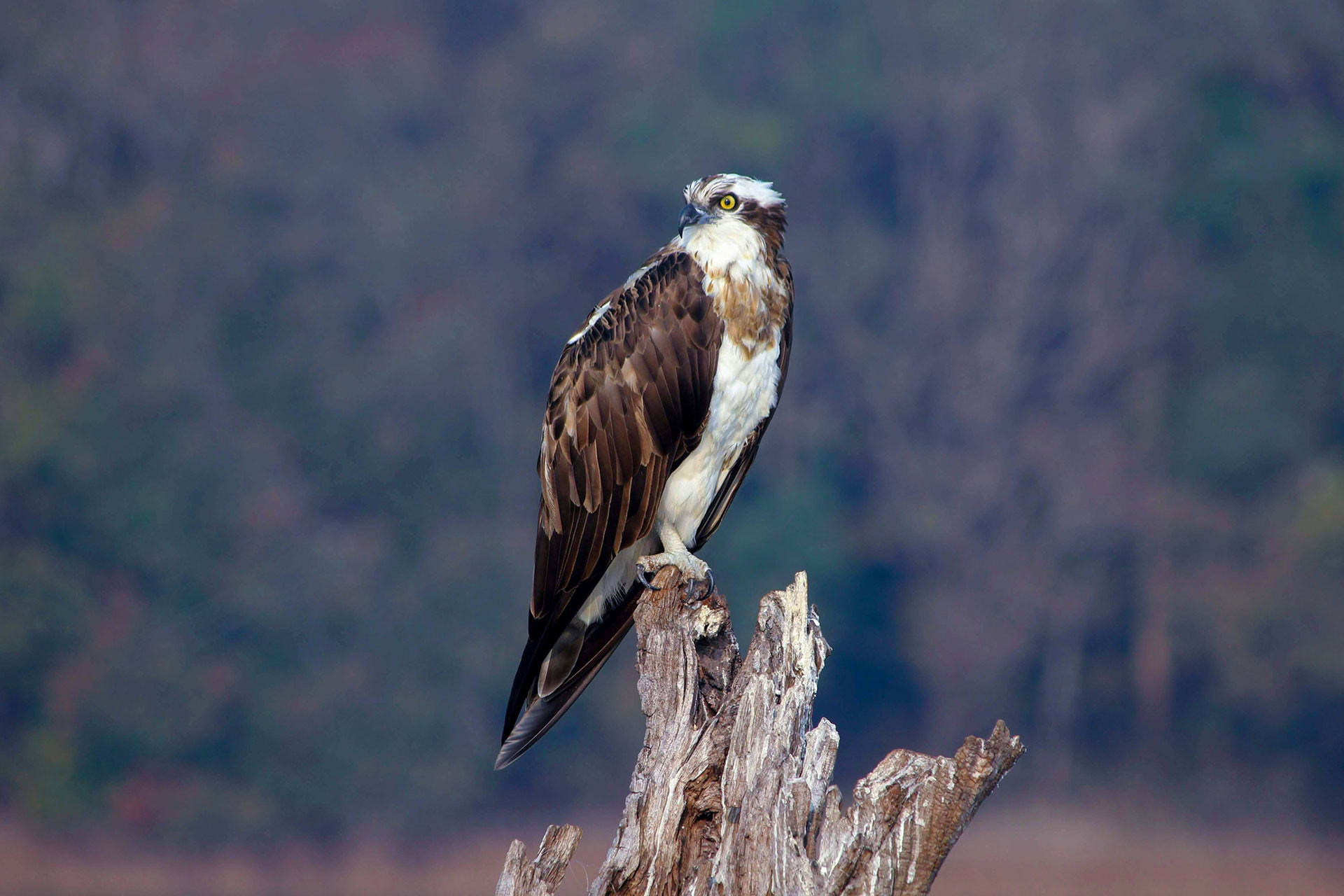 River Tern Lodge: On The Banks Of Bhadra | Nature inFocus