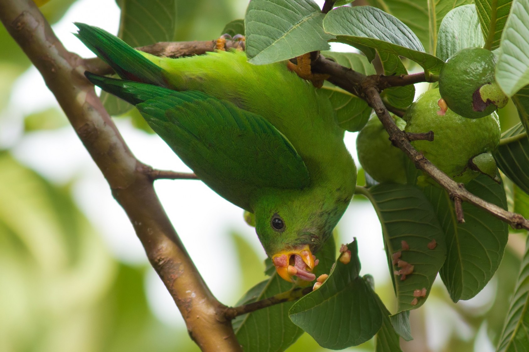 Journey Into The Upside Down - slide5 | Nature inFocus