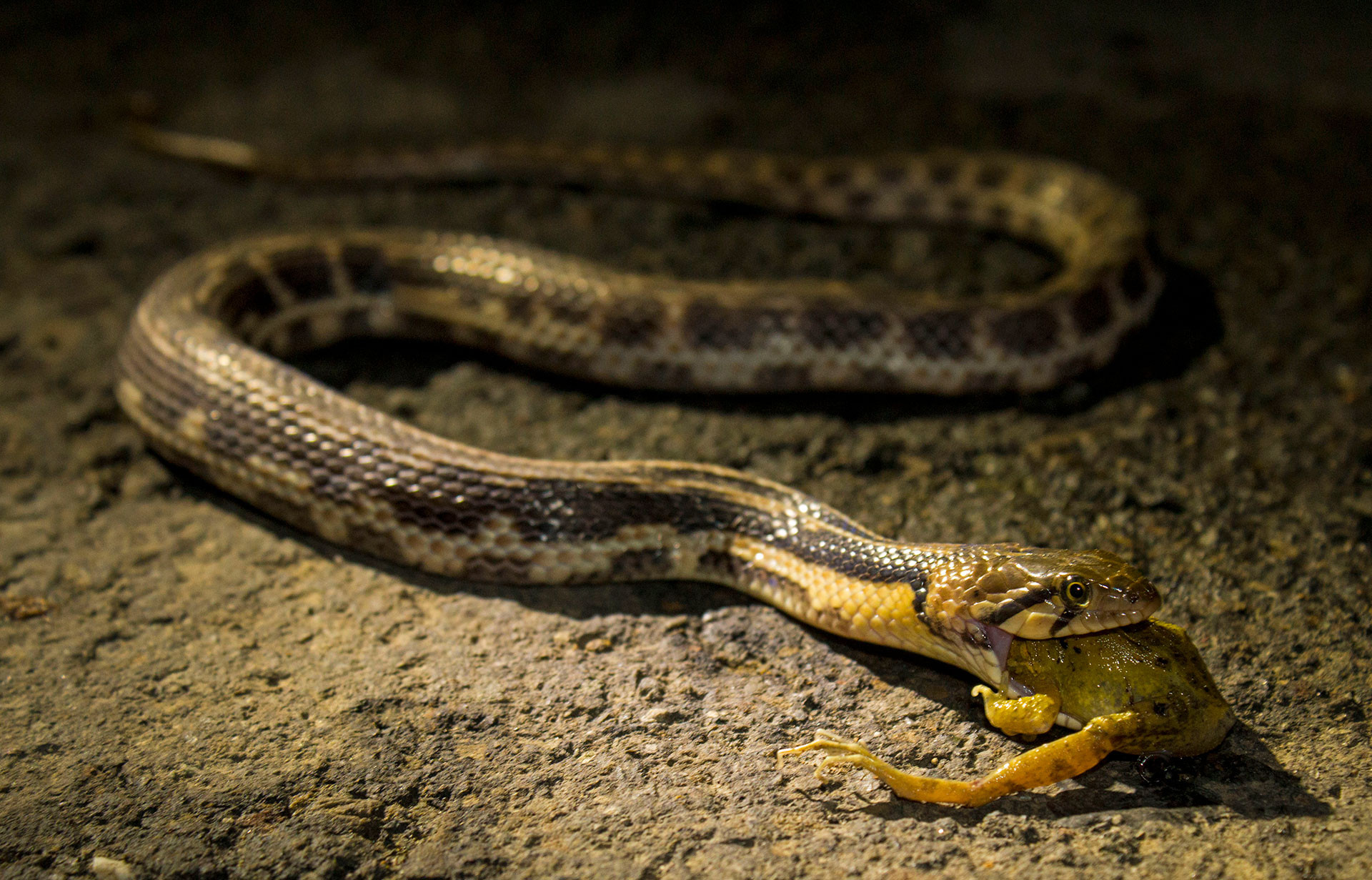 Ashwini Mohan Talks Geckos, Islands And Evolution | Nature inFocus