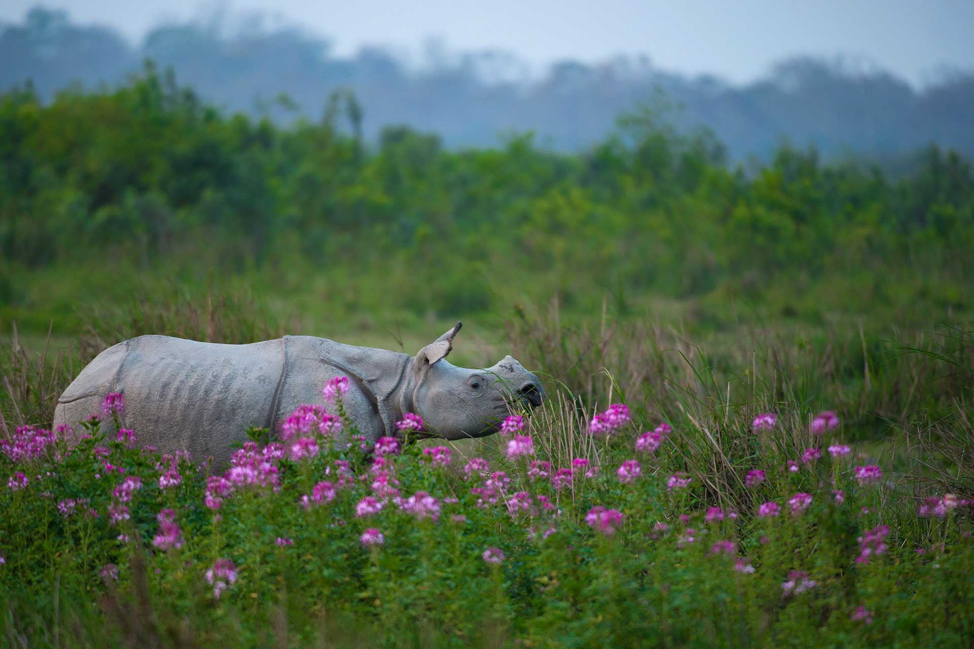 Meet The State Animals Of India | Nature inFocus